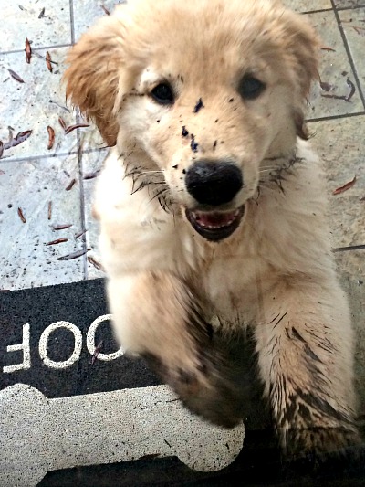 Life Lately: The Final Push + A Muddy Puppy + LBD - Peanut Butter Runner