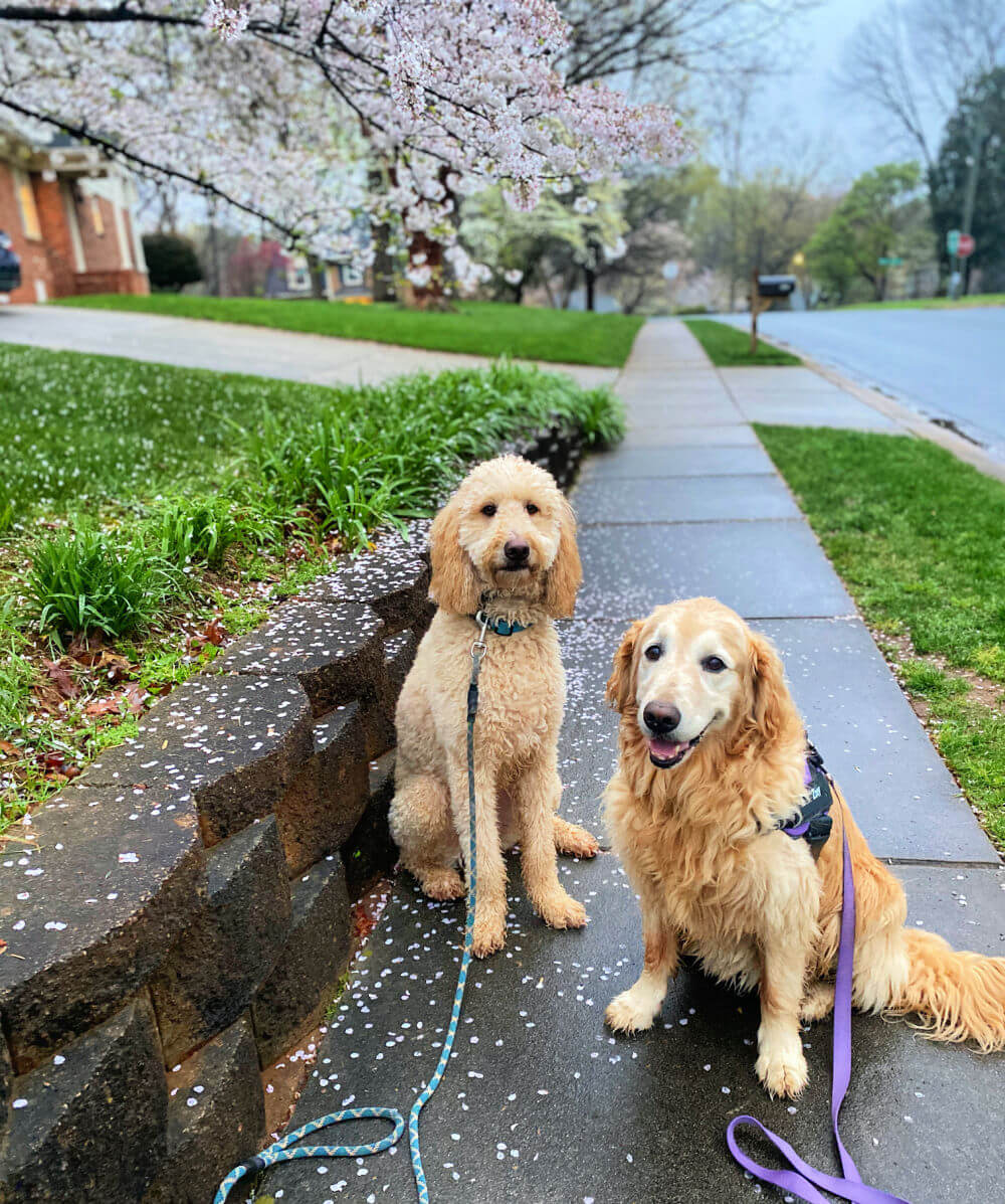 Yay for Daylight - Peanut Butter Runner